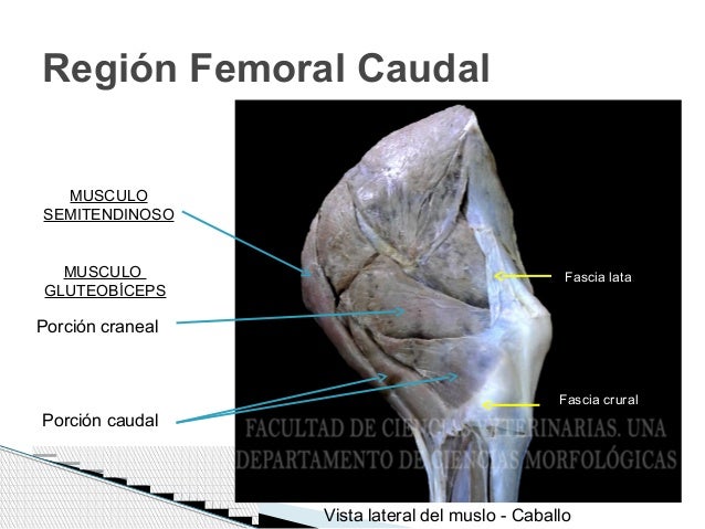 Miologia region del muslo del equino