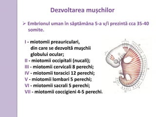 Miologie generală.pdf