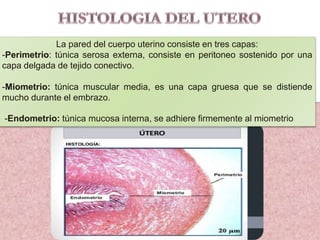 Miomatosis uterina | PPT
