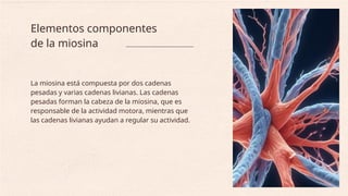 miosina es una proteína motora esencial en la contracción muscular y ...