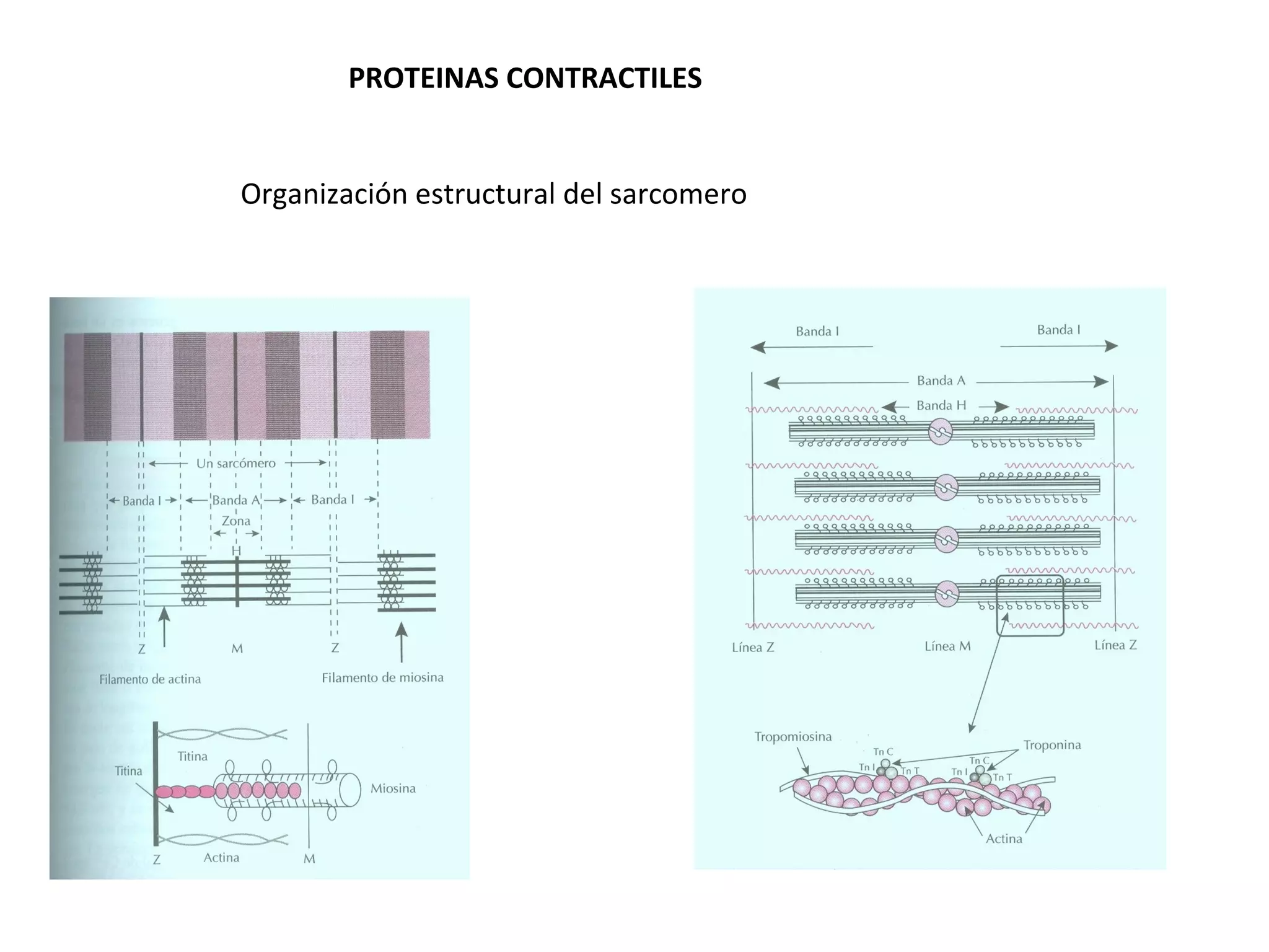 Miosina biofisic | PPT