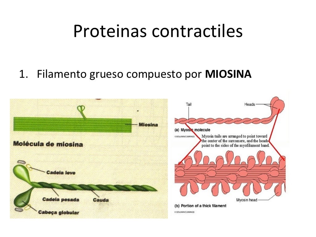 Miosina biofisic