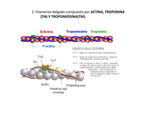 Miosina biofisic | PPT