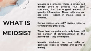 miosis.pptx