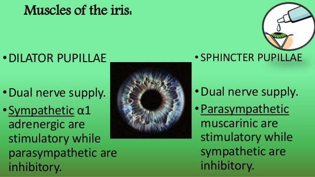 Miotics and mydriatics