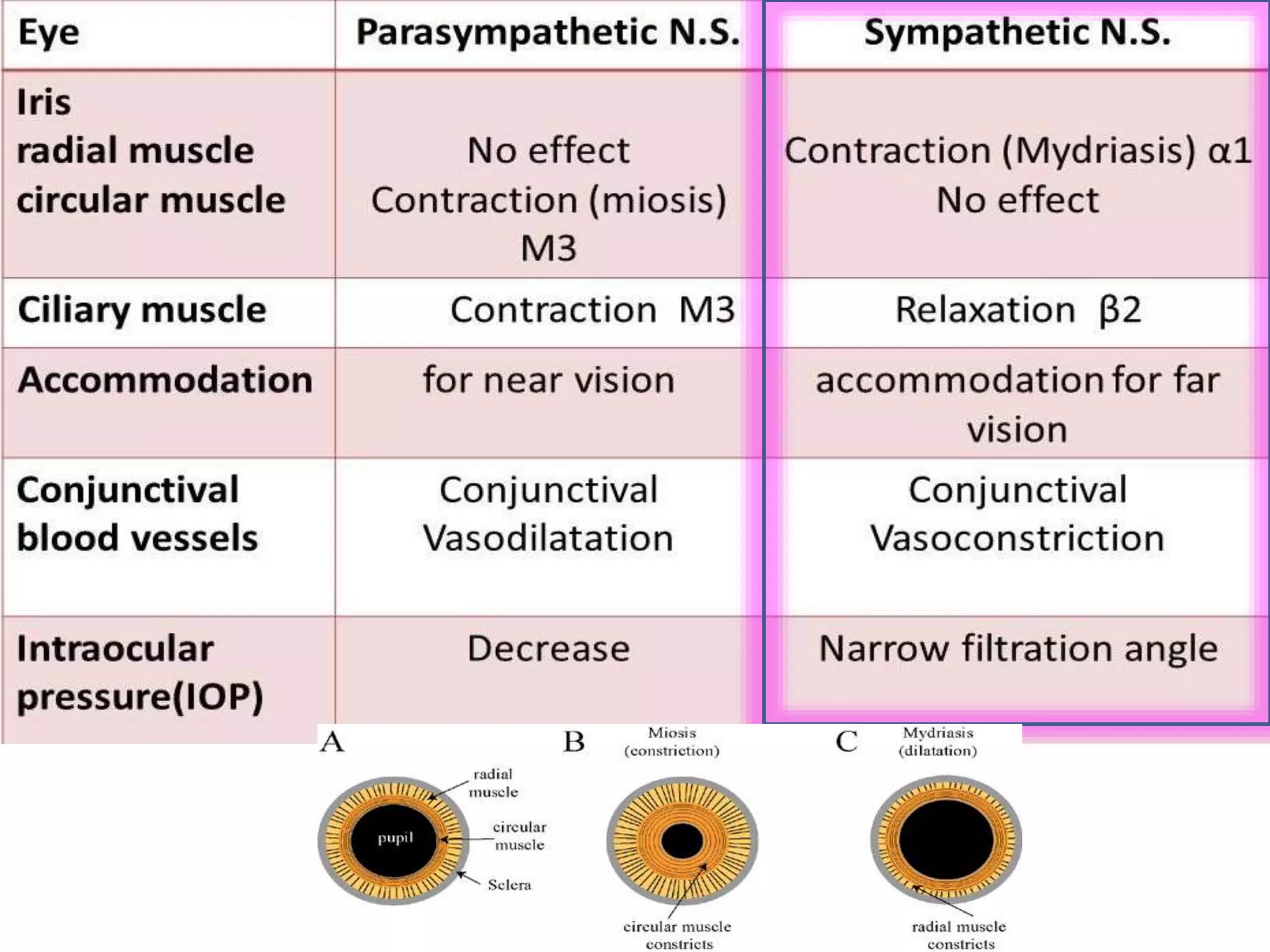 Miotics mydriatics cycloplegics | PPTX