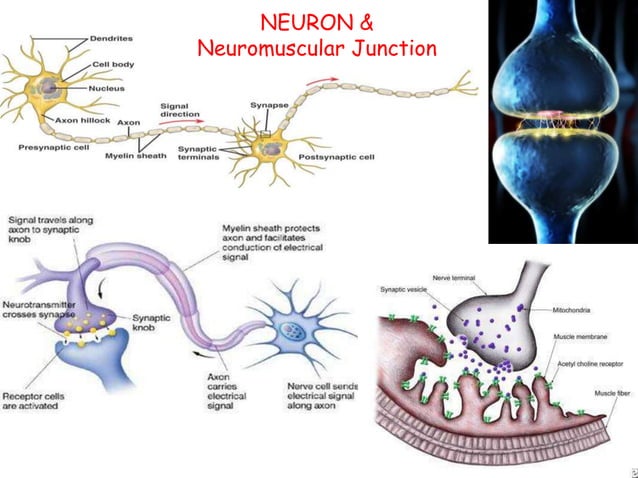 Miotics mydriatics cycloplegics | PPTX | Eye and Vision Conditions ...