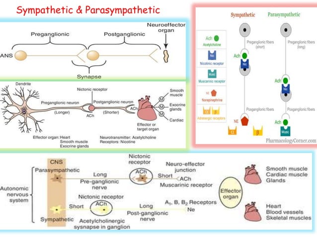 Miotics mydriatics cycloplegics | PPTX | Eye and Vision Conditions ...