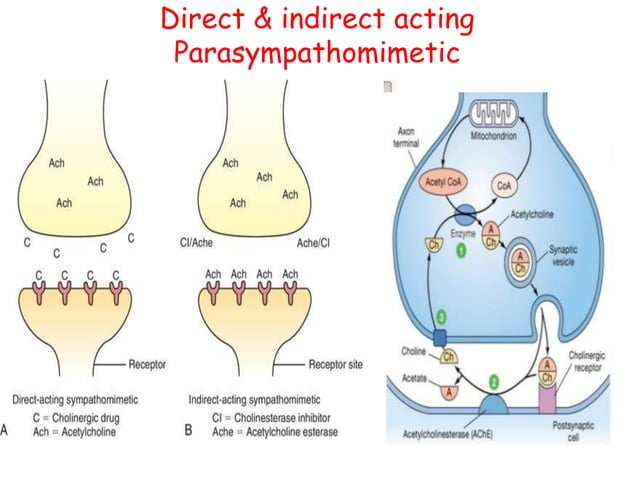 Miotics mydriatics cycloplegics | PPTX | Eye and Vision Conditions ...