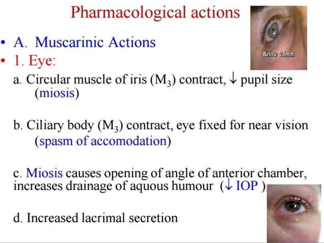 Miotics mydriatics cycloplegics | PPTX | Eye and Vision Conditions ...