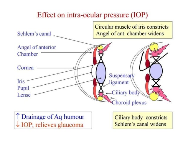 Miotics mydriatics cycloplegics | PPTX | Eye and Vision Conditions ...