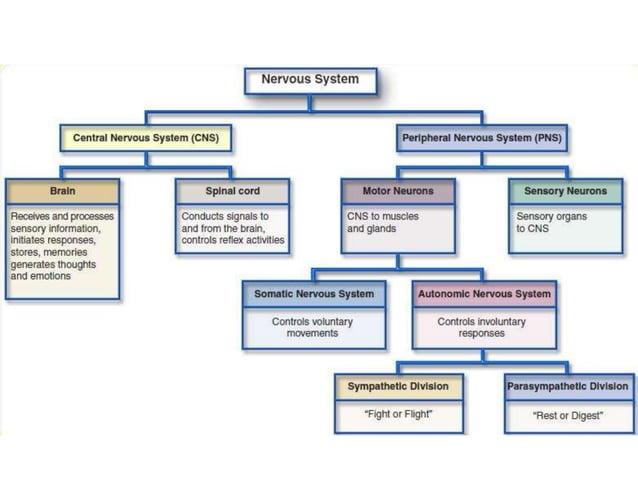 Miotics mydriatics cycloplegics | PPTX | Eye and Vision Conditions ...