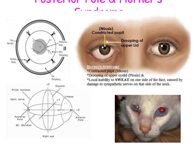 Miotics mydriatics cycloplegics | PPTX | Eye and Vision Conditions ...