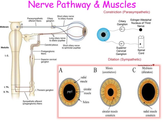 Miotics mydriatics cycloplegics | PPTX | Eye and Vision Conditions ...
