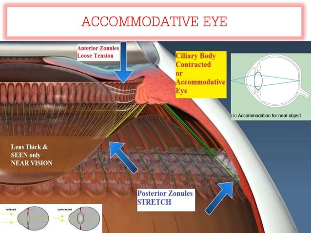 Miotics mydriatics cycloplegics | PPTX | Eye and Vision Conditions ...