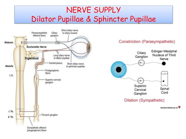 Miotics mydriatics cycloplegics | PPTX | Eye and Vision Conditions ...