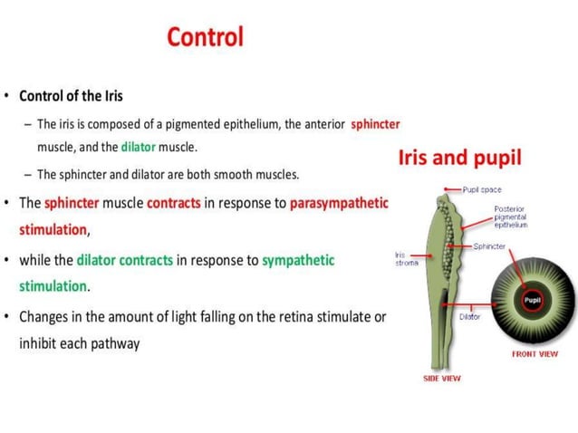Miotics mydriatics cycloplegics | PPTX | Eye and Vision Conditions ...