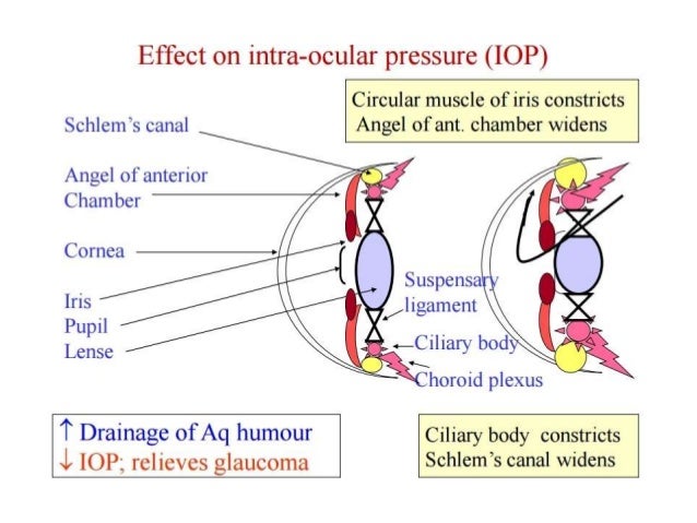 Miotics mydriatics cycloplegics