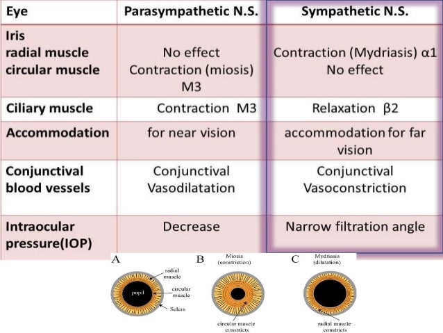 Miosis Vs Mydriasis