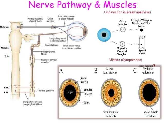 Miotics mydriatics cycloplegics