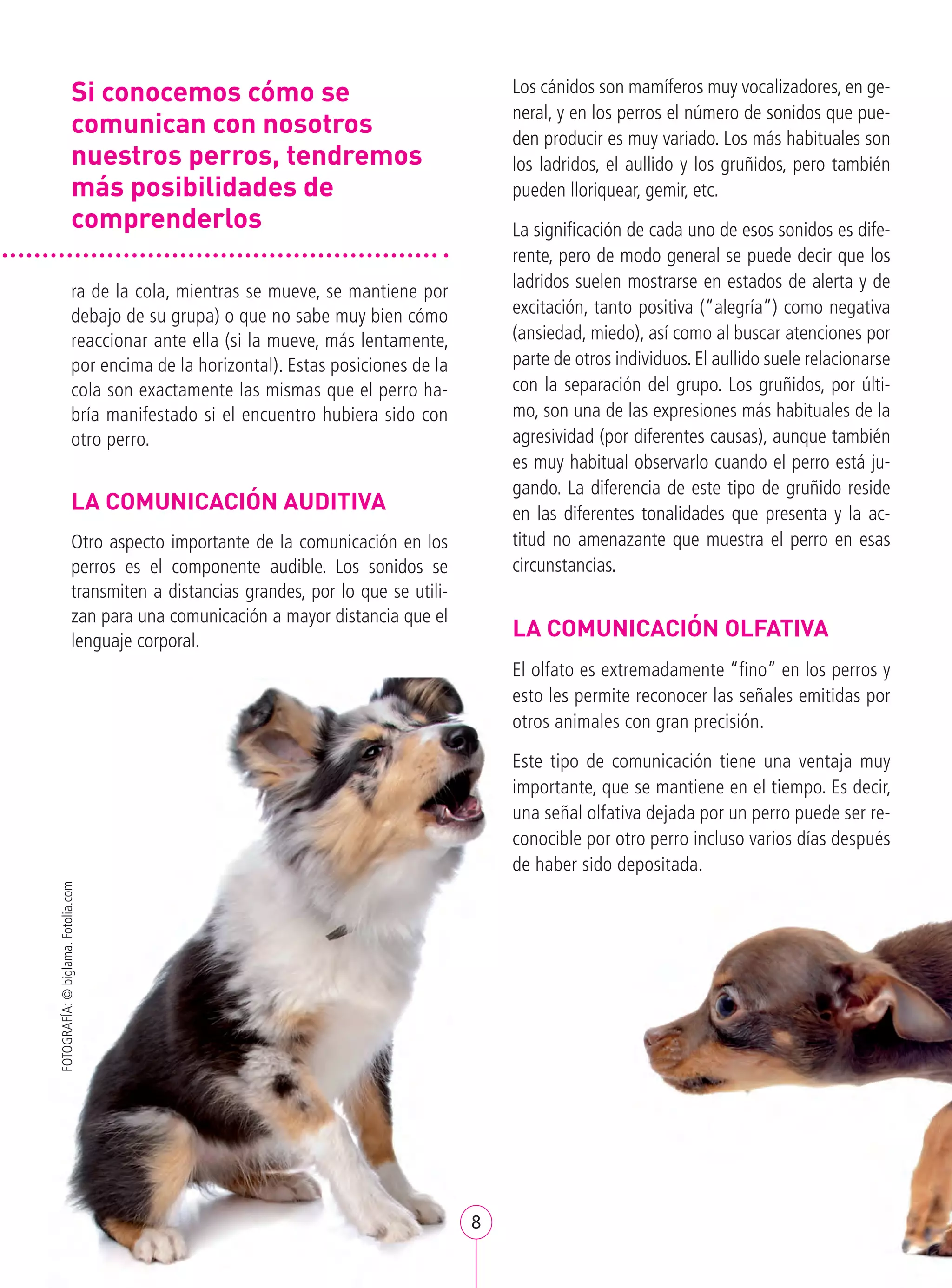 Mi perro y_yo_num2_marzo_2013 | PDF