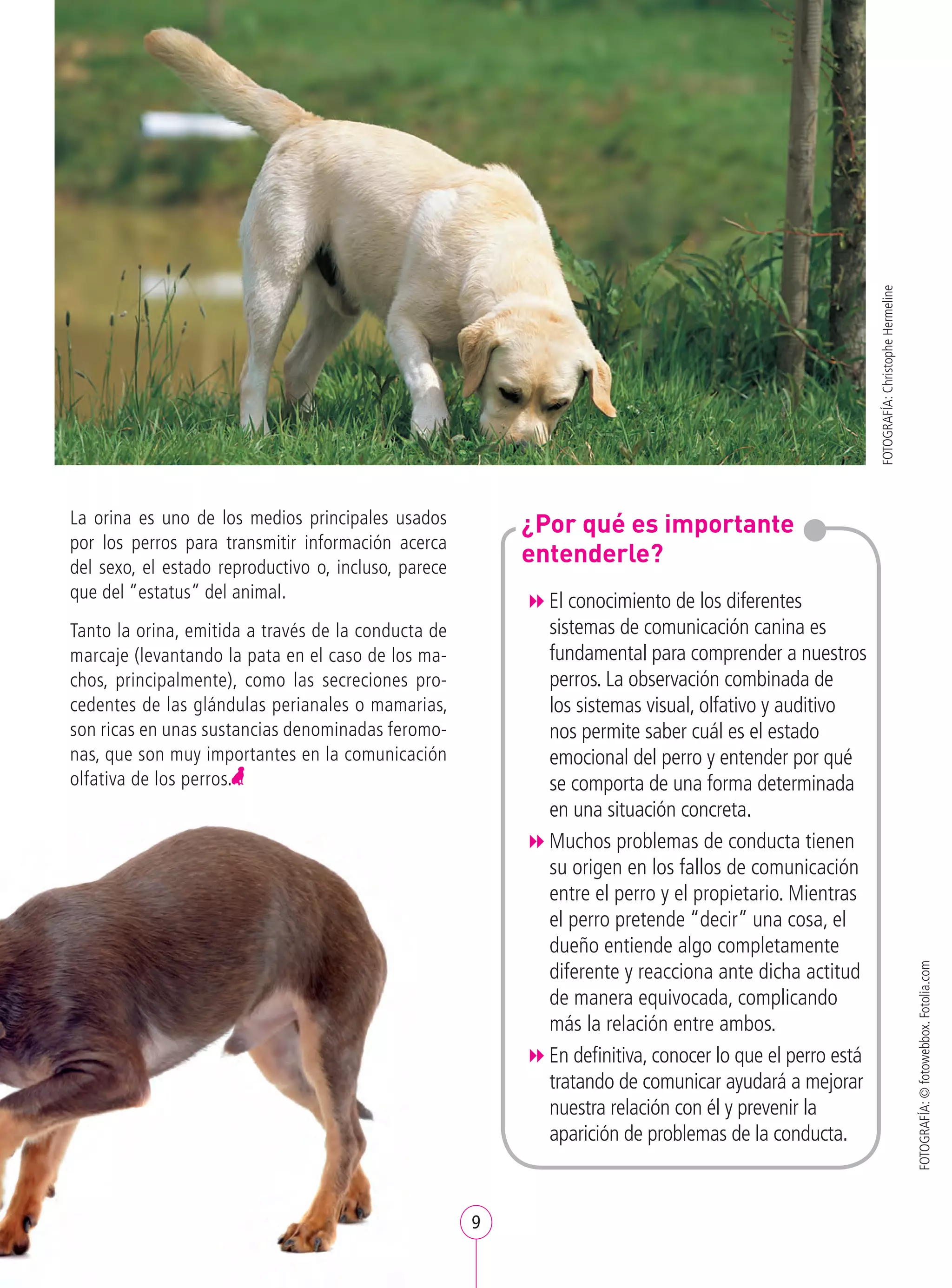 Mi perro y_yo_num2_marzo_2013 | PDF