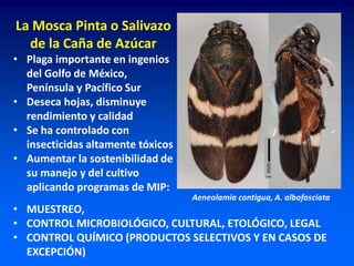 MIP&Sostenibilidad en Agroecosistemas .pdf