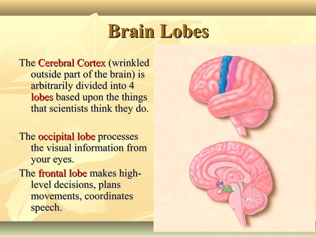 Miracles of Brain | PPT