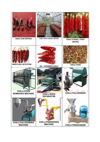 CHILLI (Capsicum annuum. L, - Solanaceae) PROCESSING FOR VALUE ADDED ...