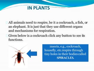 Cockroach Breathing Process Fish Clipart