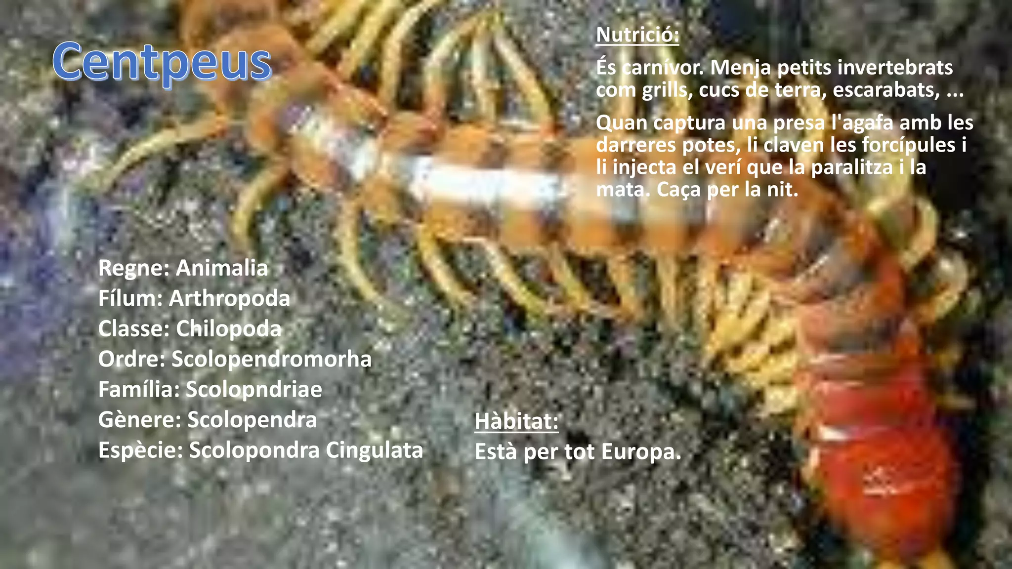 Miriàpode: Centpeus | PPT