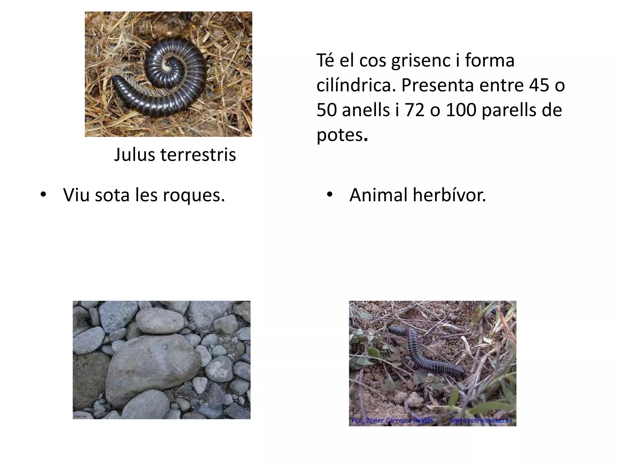 Miriàpode julus terrestris | PPTX