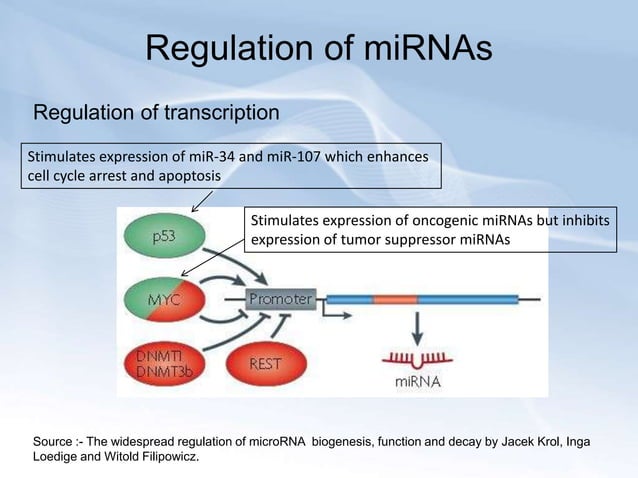 miRNA | PPTX