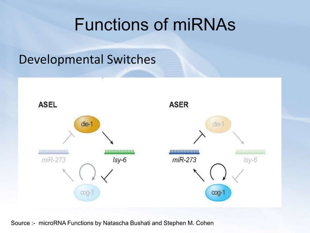 miRNA | PPT
