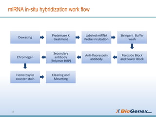 microRNA for Clinical Research and Tumor Analysis | PDF | Cancer ...