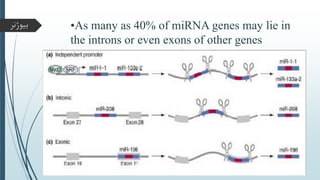 miRNA | PPTX