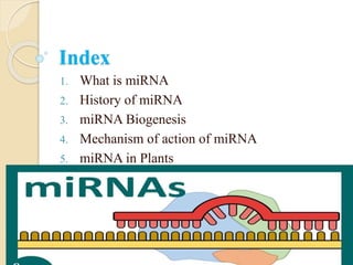 miRNA.pptx