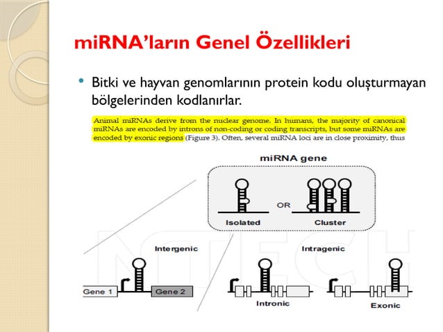 mirna.pptx mirna.pptxmirna.pptxmirna.pptxmirna.pptxmirna.pptxmirna.pptxmirna.pptx