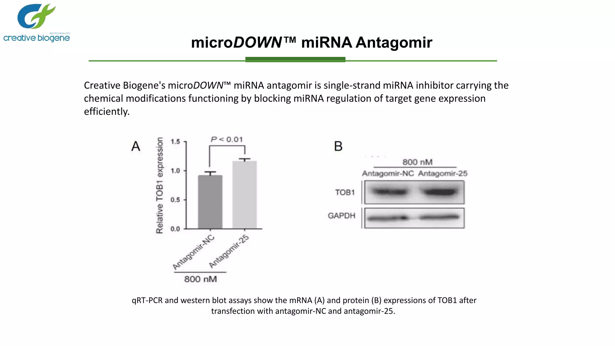 MiRNA Agomir/Antagomir Synthesis Services | PPT