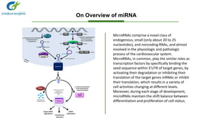 MiRNA Agomir/Antagomir Synthesis Services | PPT