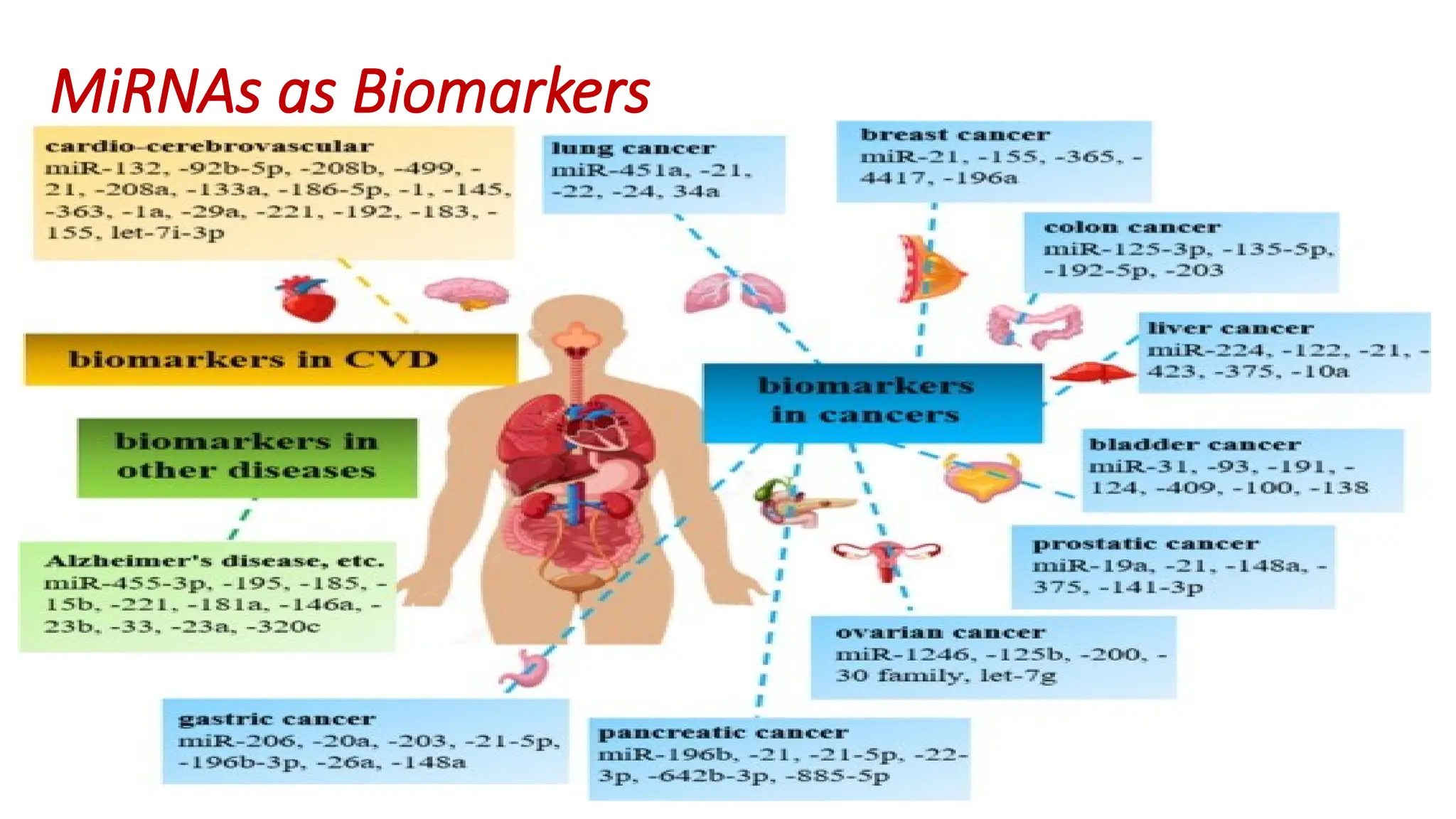 miRNA And immune system.pptx role of smallinterfering RNA | PPT