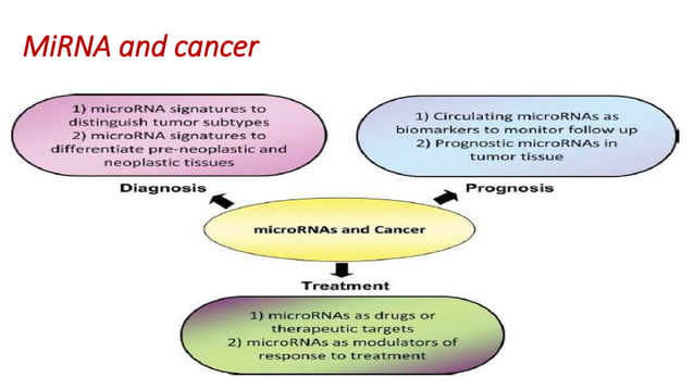 miRNA And immune system.pptx role of smallinterfering RNA | PPT