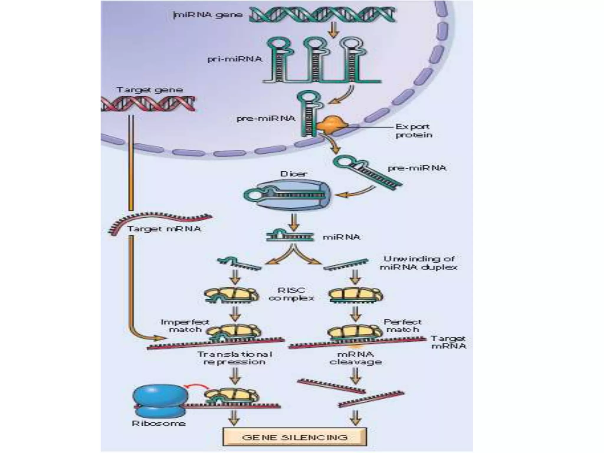 Mi Rna and long non coding Rna. Dr. Abhinav Golla , Associate Professor ...