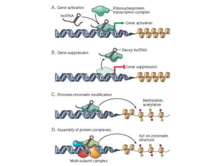 Mi Rna and long non coding Rna. Dr. Abhinav Golla , Associate Professor ...