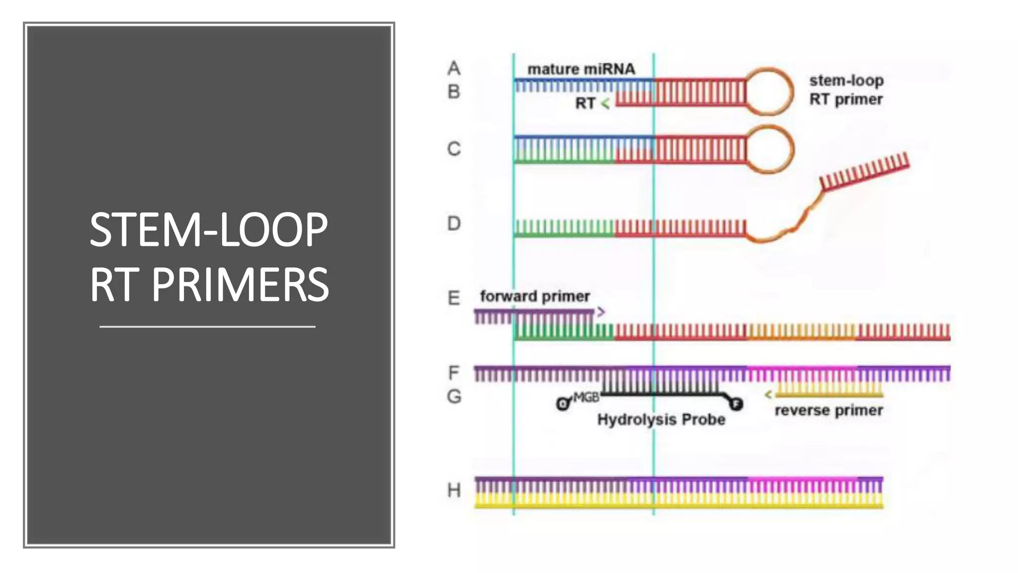Mirna biogenesis, mechanism of action, isolation protocol, and quantification methods | PPTX ...