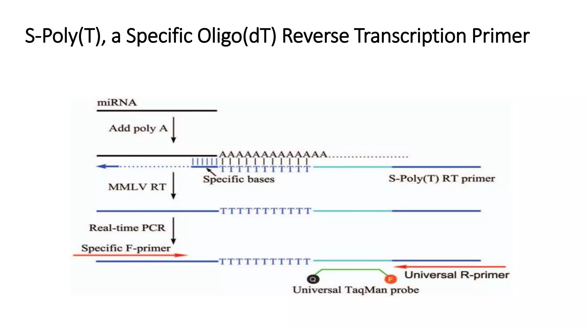 Mirna biogenesis, mechanism of action, isolation protocol, and ...