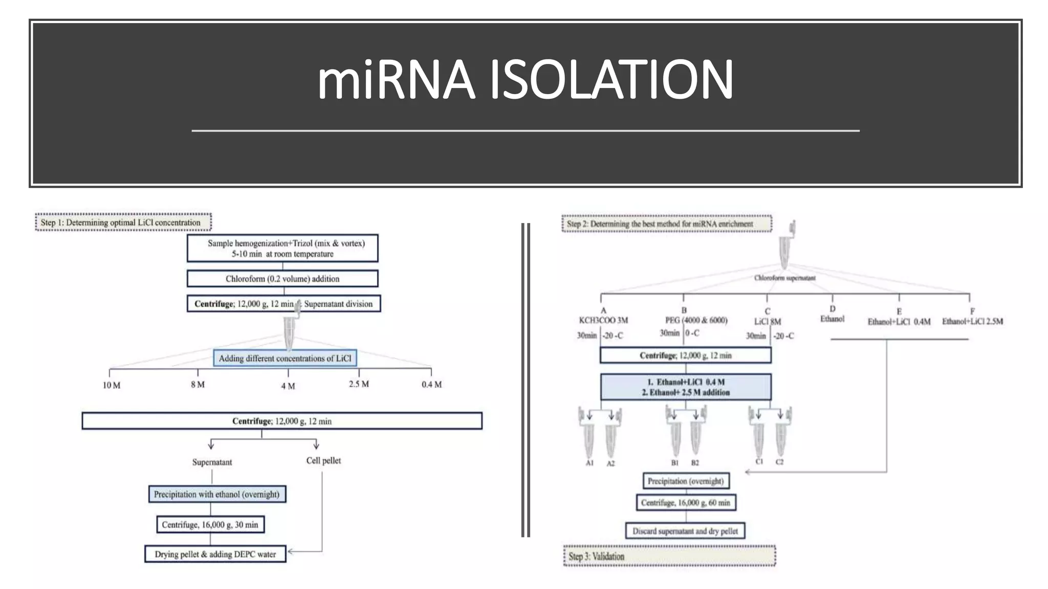 Mirna biogenesis, mechanism of action, isolation protocol, and quantification methods | PPTX ...