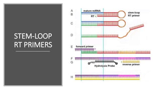 Mirna biogenesis, mechanism of action, isolation protocol, and quantification methods | PPTX ...