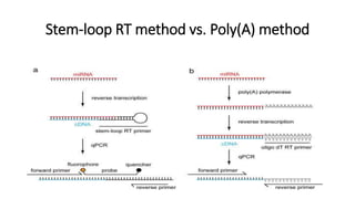 Mirna biogenesis, mechanism of action, isolation protocol, and ...