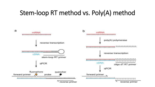 Mirna biogenesis, mechanism of action, isolation protocol, and ...